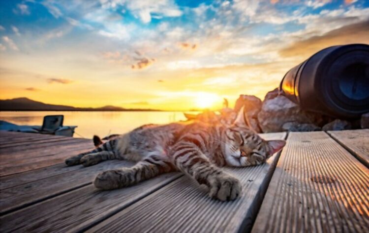 Tips for Taking Your Cat to the Beach | Pet Care | PetBarn KW